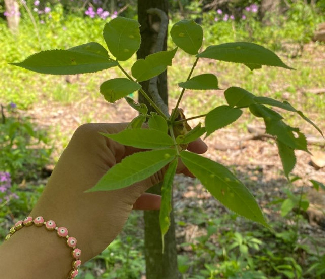 Budburst | Observation