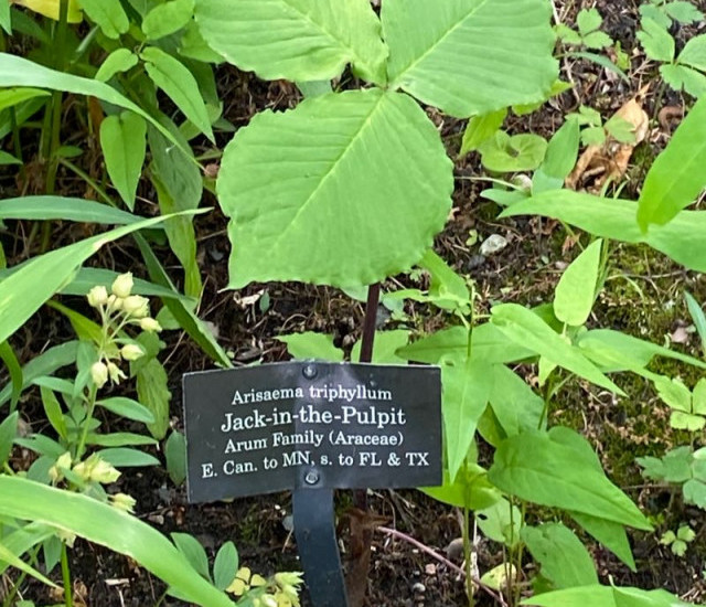 Budburst | Observation