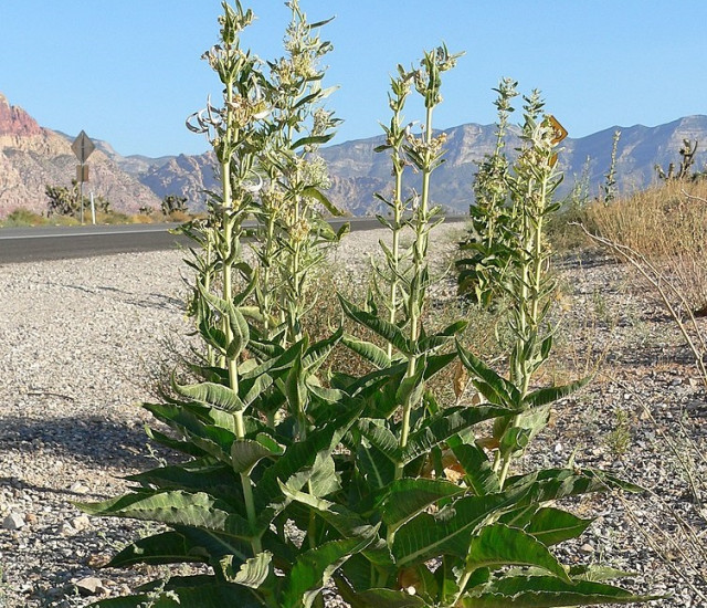 Budburst | Desert milkweed