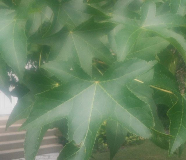 Budburst | Observation