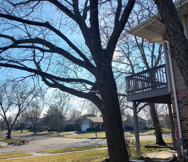 Budburst | Observation