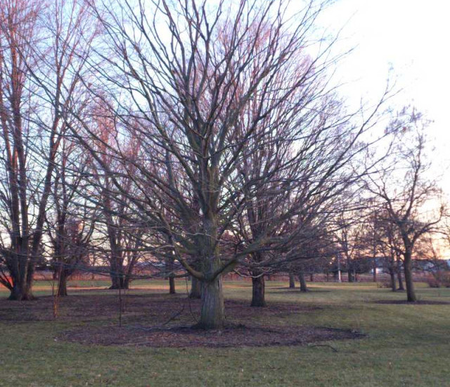 Budburst | Observation