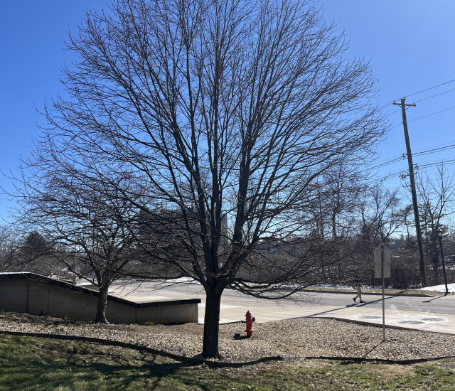 Budburst | Observation