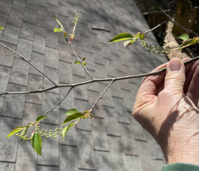 Budburst | Observation