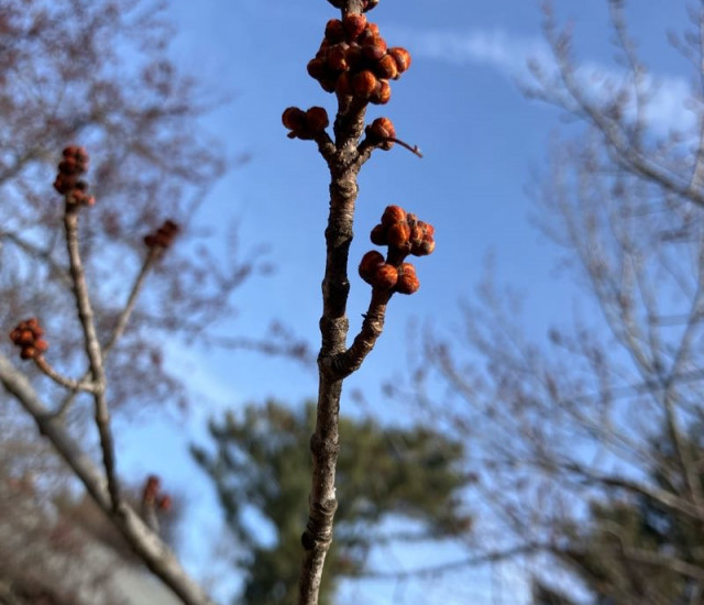 Budburst | Observation