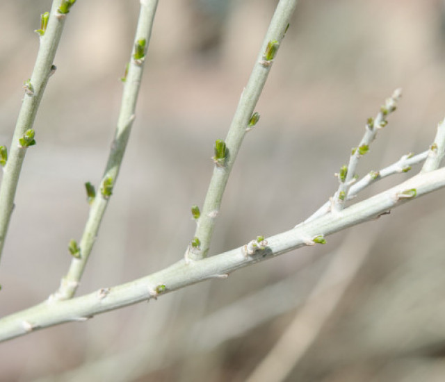 Budburst | Observation