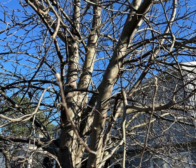 Budburst | Observation