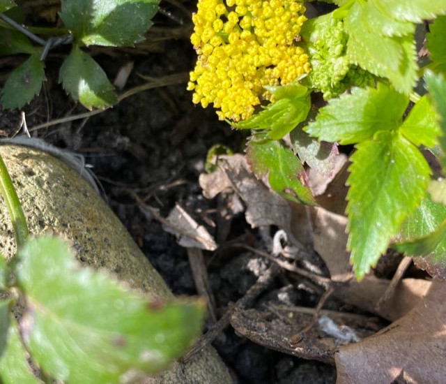 Budburst | Observation