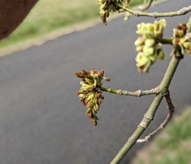Budburst | Observation