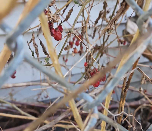 Budburst | Observation