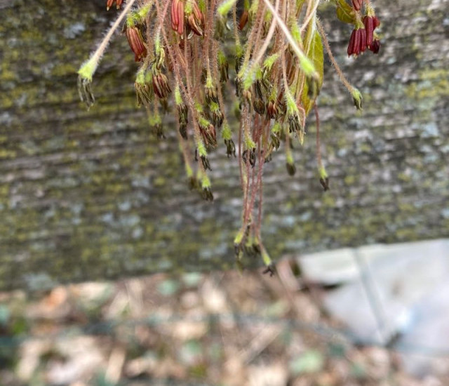 Budburst | Observation