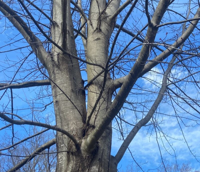 Budburst | Observation