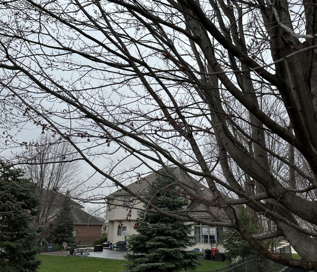 Budburst | Observation