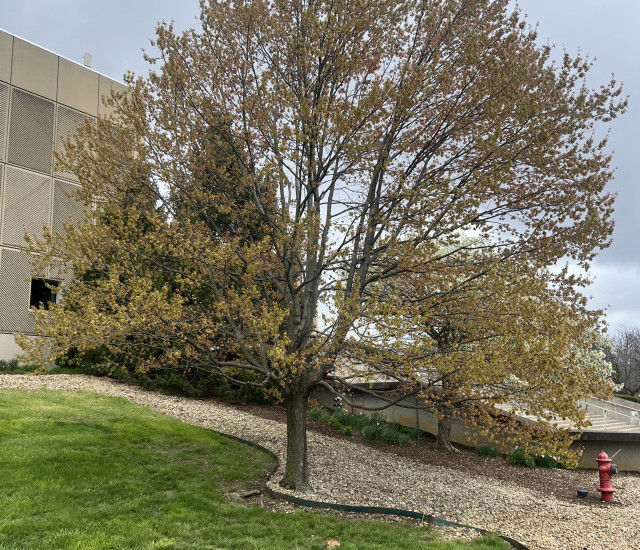 Budburst | Observation