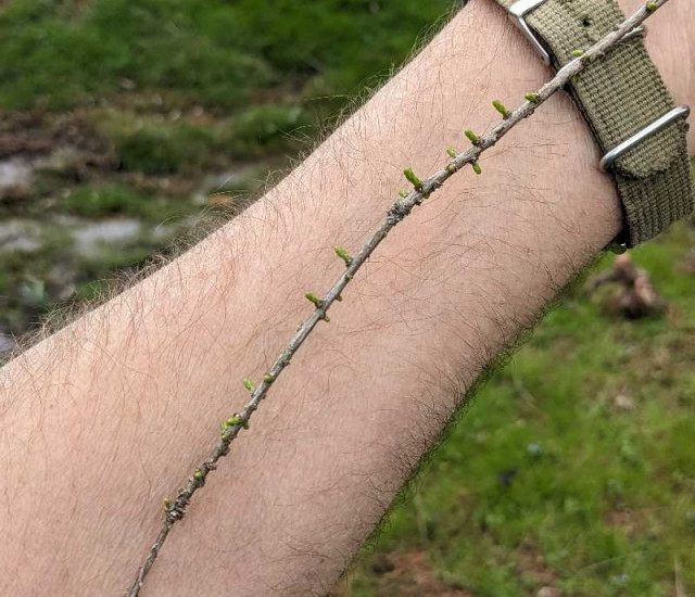 Budburst | Observation