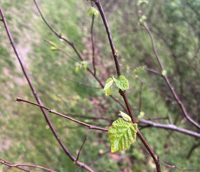 Budburst | Observation