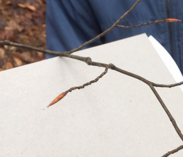 Budburst | Observation