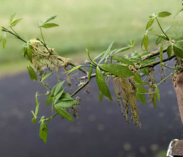 Budburst | Observation