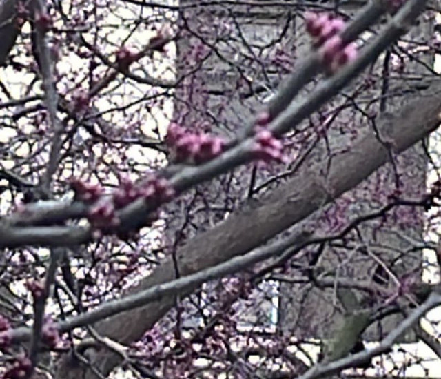 Budburst | Observation