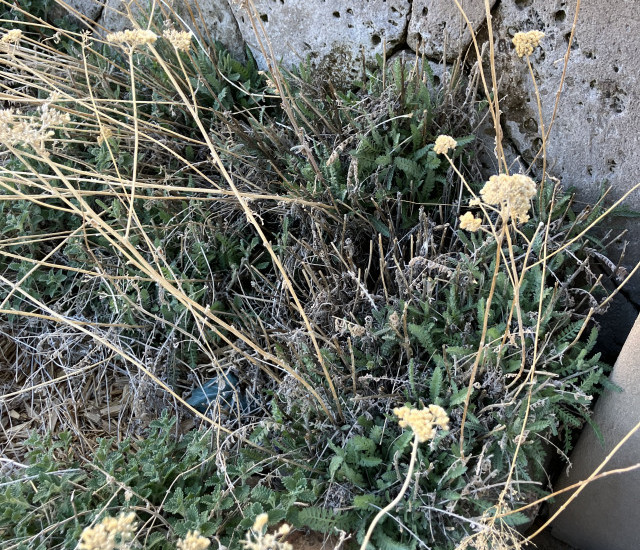 Budburst | Observation