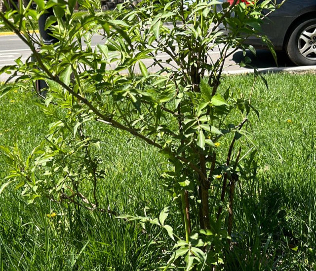 Budburst | Observation