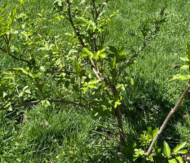 Budburst | Observation