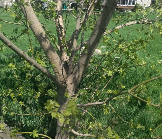 Budburst | Observation