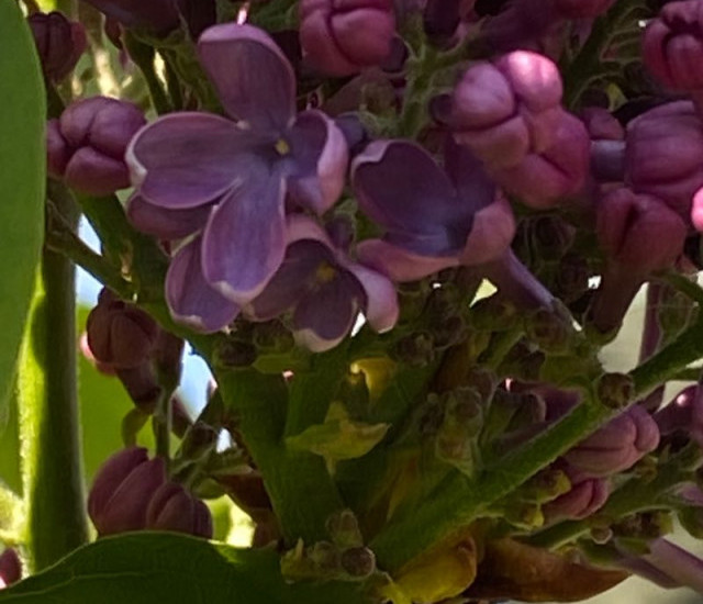 Budburst | Observation