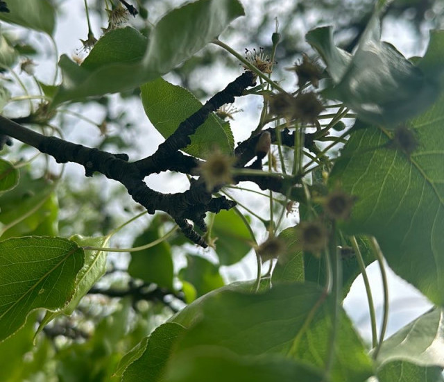 Budburst | Observation