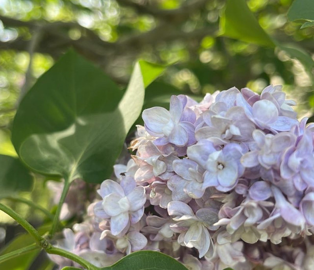 Budburst | Observation