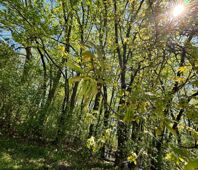 Budburst | Observation