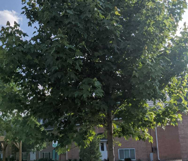 Budburst | Observation