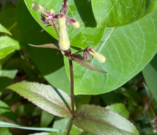 Budburst | Observation