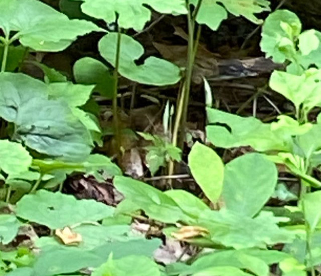 Budburst | Observation