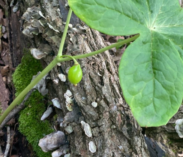 Budburst | Observation