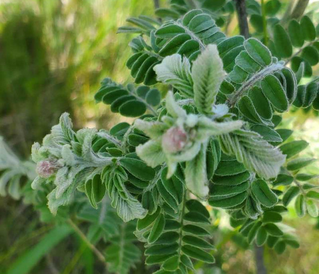 Budburst | Observation