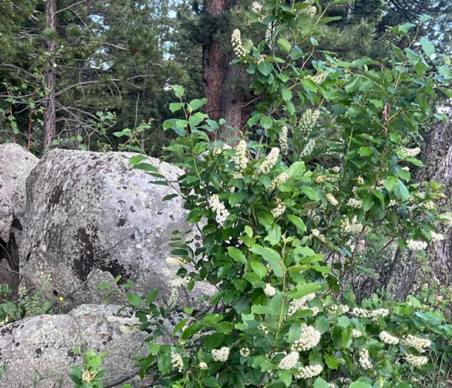 Budburst | Observation