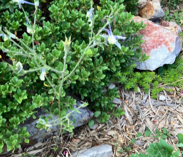 Budburst | Observation