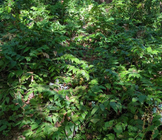 Budburst | Observation