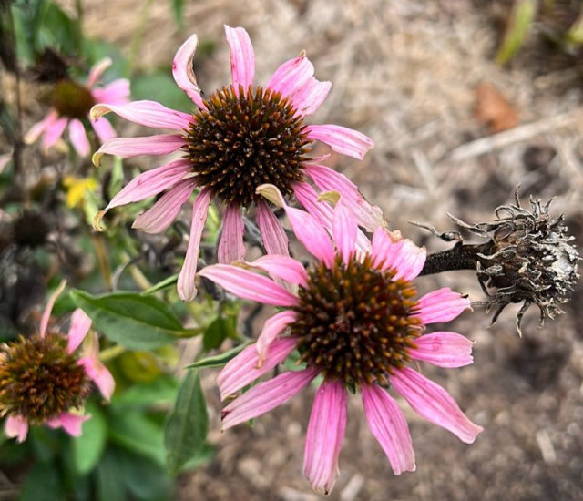 Budburst | Observation