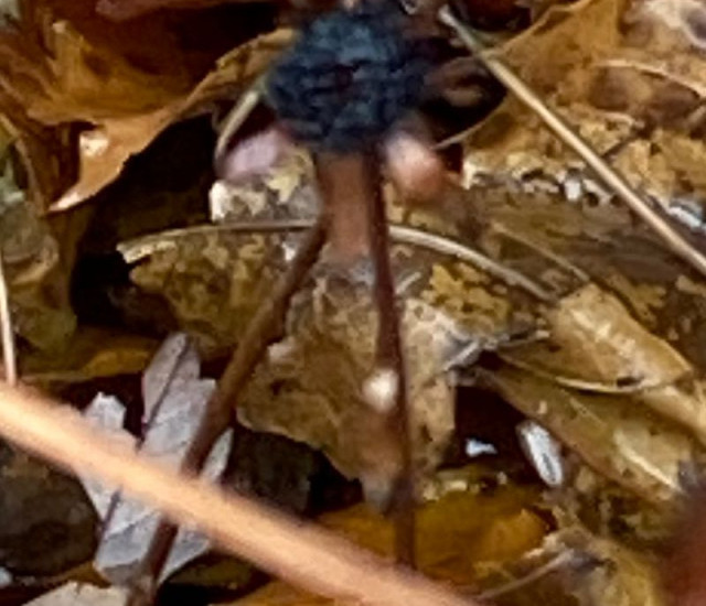 Budburst | Observation