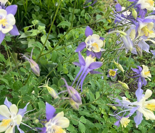 Budburst | Observation