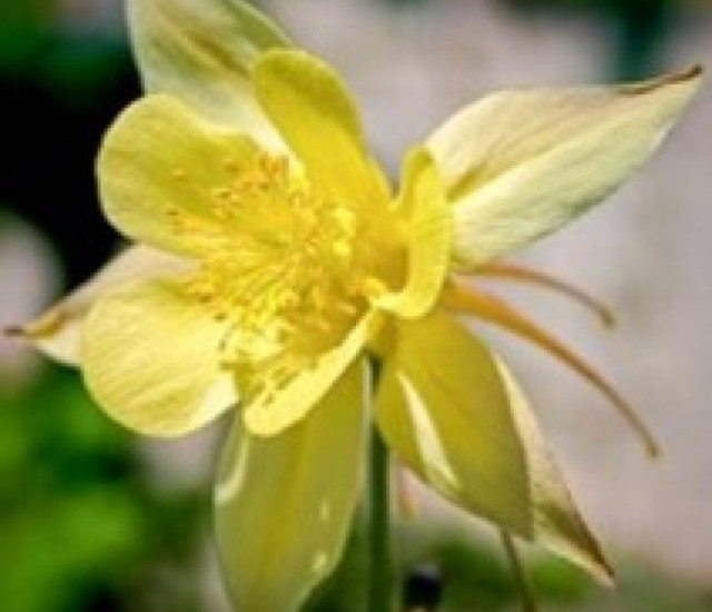 Budburst | Observation