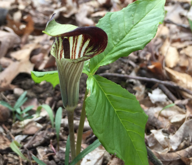 Budburst Jack in the pulpit