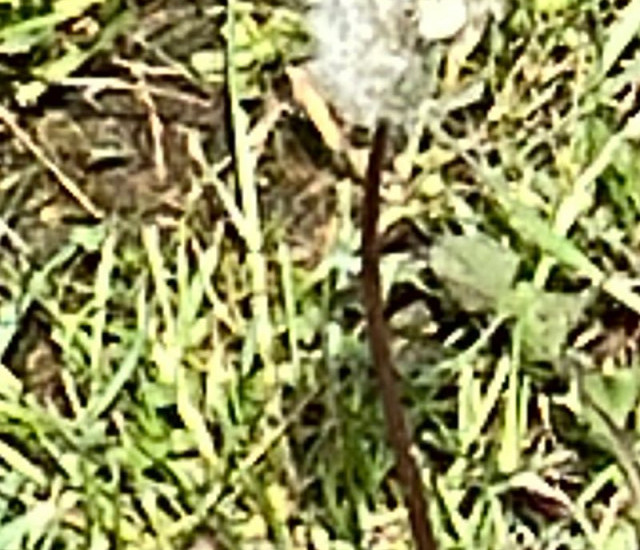 Budburst | Observation