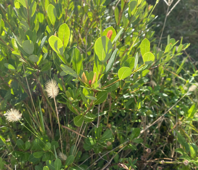 Budburst | Observation