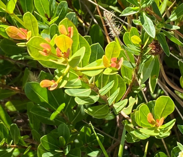 Budburst | Observation