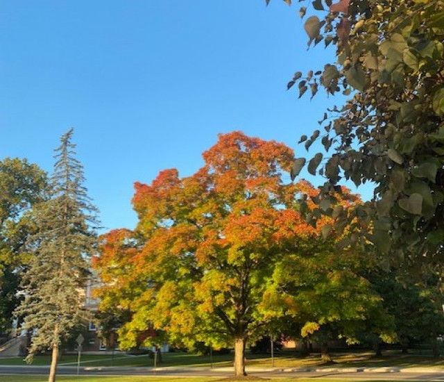 Budburst | Observation