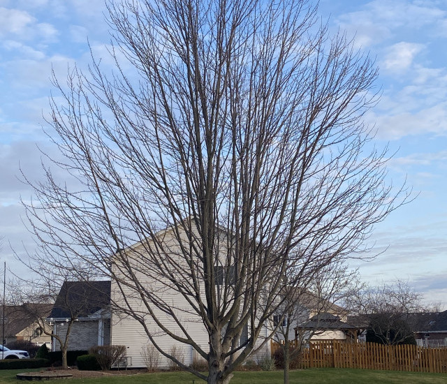 Budburst | Observation