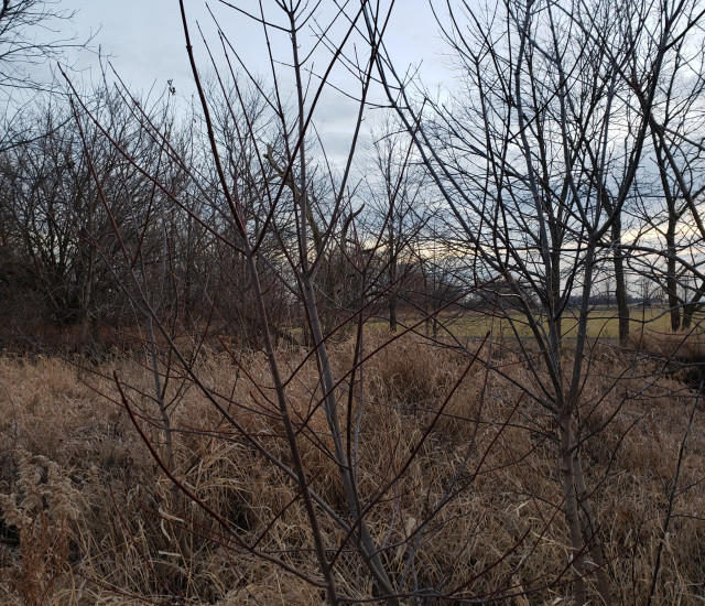 Budburst | Observation